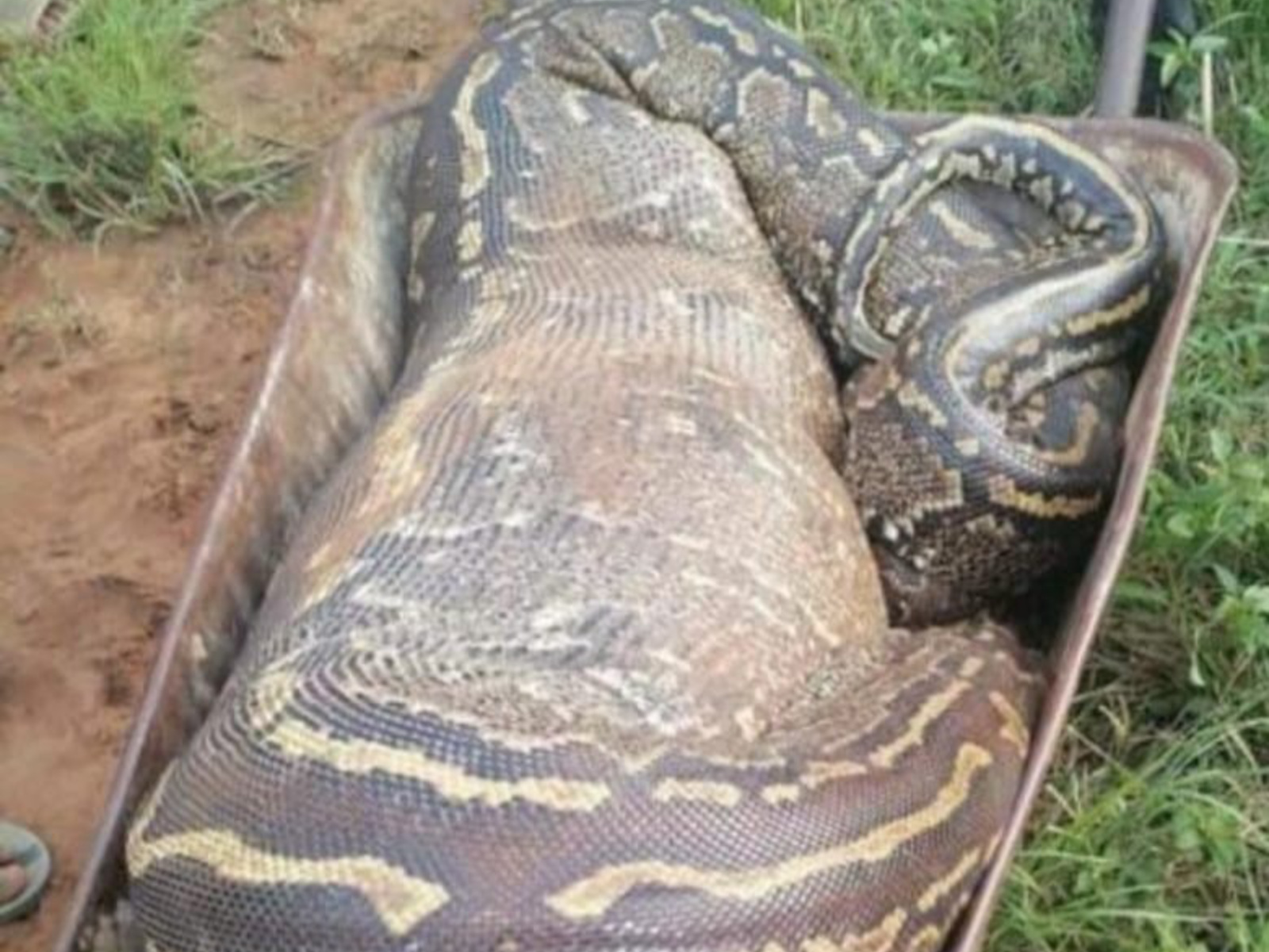 Kubatshazwa isibindi sabafana bezinkomo ababulale inhlwathi ebisiqede ...