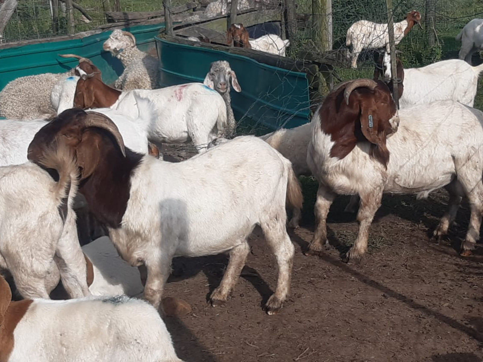 Kungani izimbuzi (Boer) sezibiza u-R4,000 | Scrolla Izindaba
